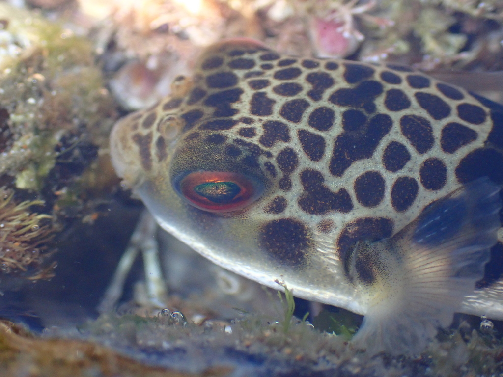 Smooth Toadfish from Central Coast NSW, Australia on November 18, 2024 ...