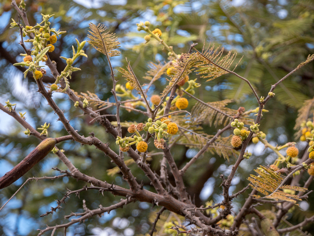 fern-leaf acacia from Morelia, Mich., México on December 25, 2024 at 02 ...