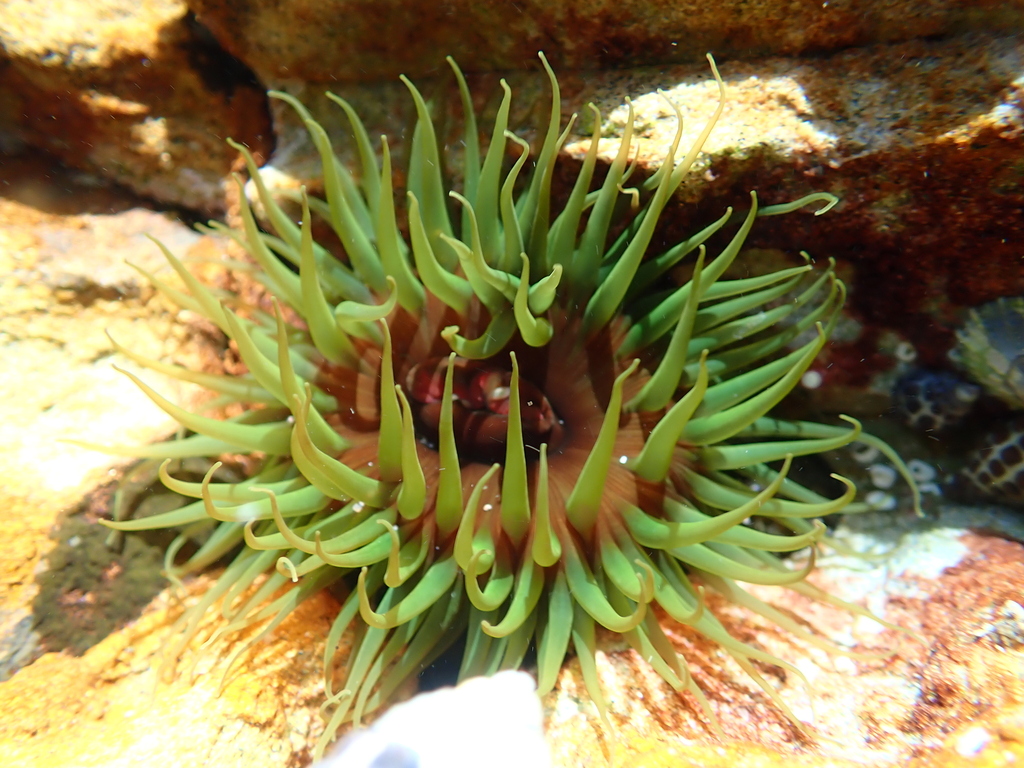 Green snakelock anemone from Central Coast NSW, Australia on November ...