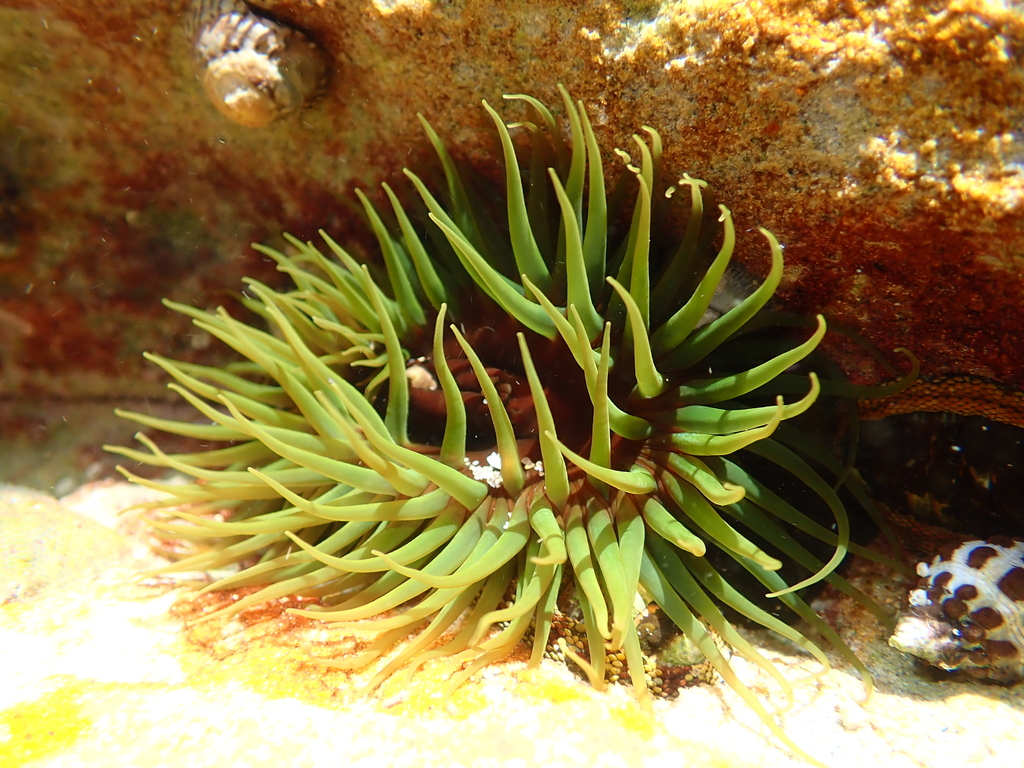 Green snakelock anemone from Central Coast NSW, Australia on November ...