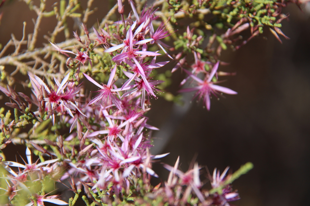 Turkey Bush from Munurru Rock Art site, Kalumburu Road, Mitchell ...