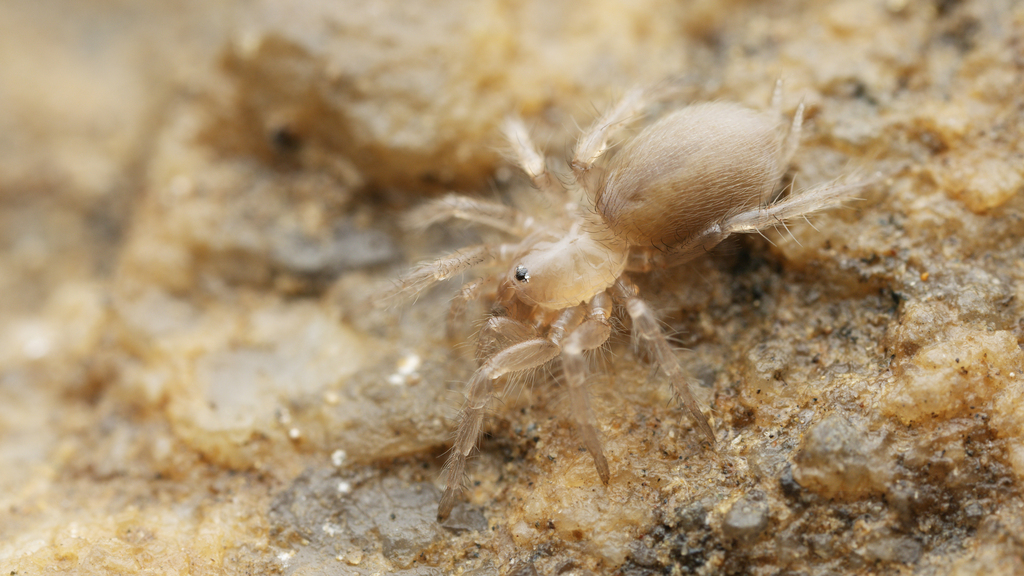 Hexurella ephedra in April 2023 by Raymond Wyatt Mendez. RWM23_032 ...
