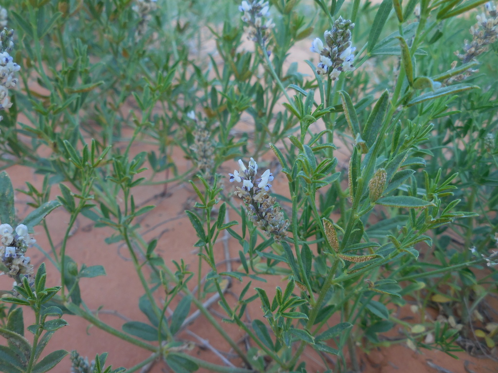 Lance-leaved scurf-pea from Coral Pink Sand Dunes State Park on June 13 ...