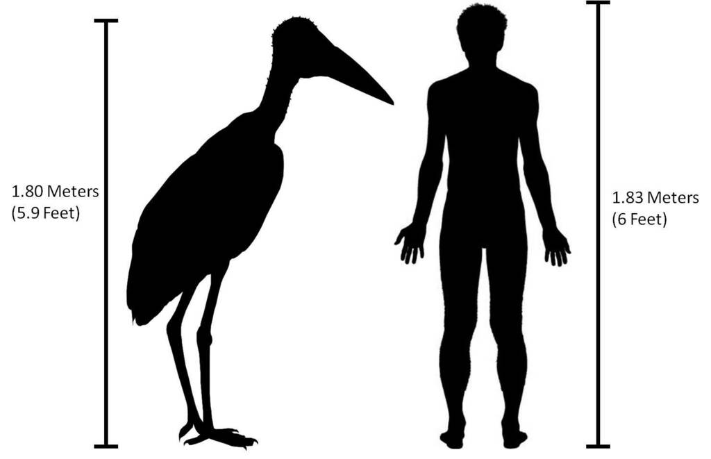 (Leptoptilos robustus) - Avian Discovery
