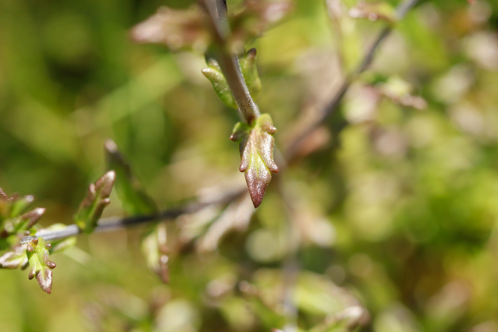 purple eyebright from Polblue Campground and Picnic Area, Polblue ...