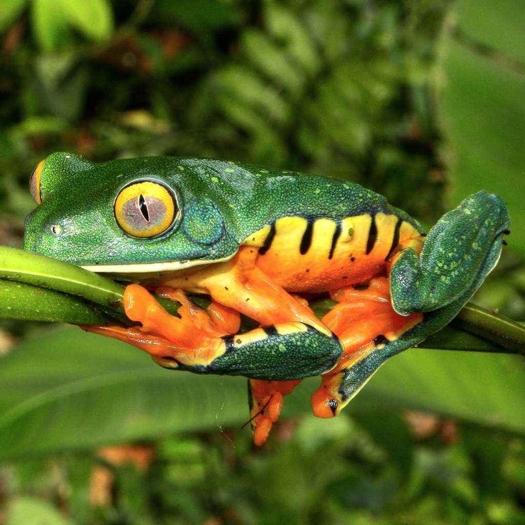 Rana arborícola de Silvia (Anfibios Papa´s Place (Frogs & Toads ...