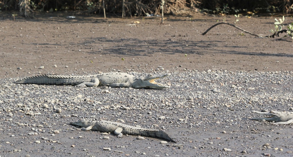 American Crocodile in March 2016 by Sandra K Vorpahl · iNaturalist
