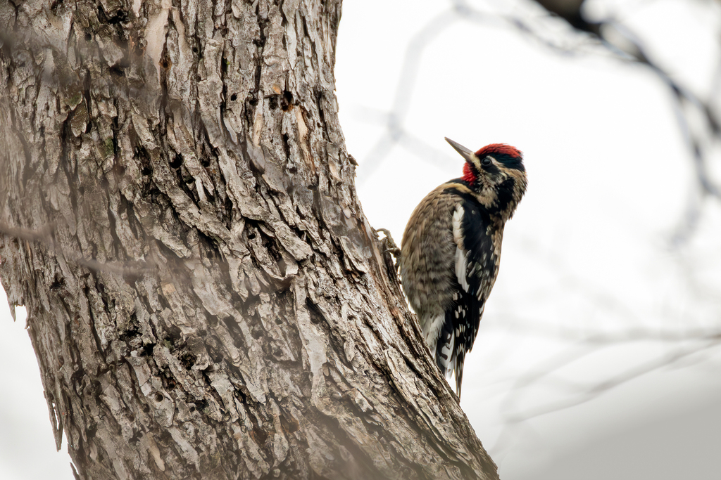 Yellow-bellied Sapsucker from High Meadow of Indian Creek, Carrollton ...
