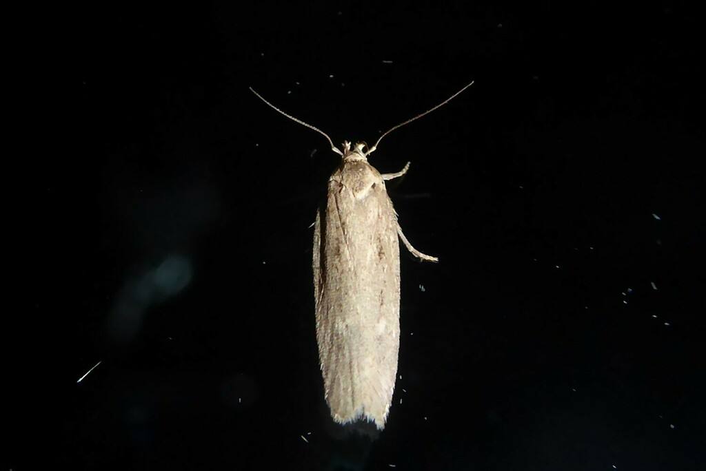Cotton stem moth from Waikouaiti, New Zealand on December 23, 2024 at ...