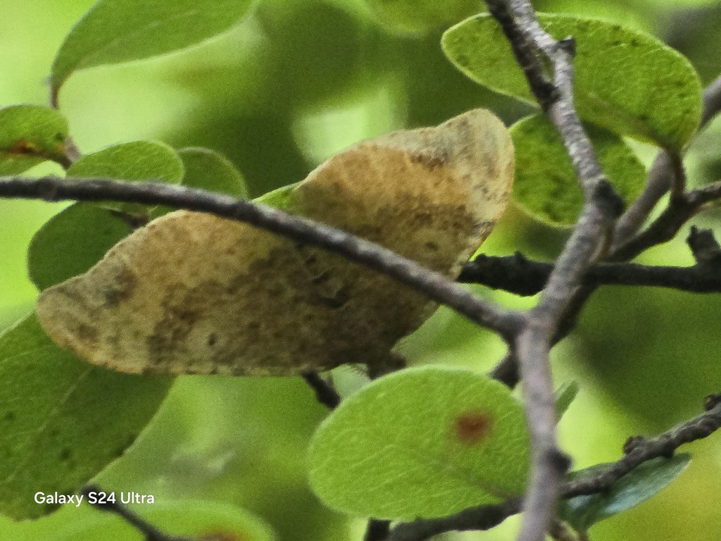 Small hooked-tip looper moth from Waimakariri, NZ-CA, NZ on December 22 ...