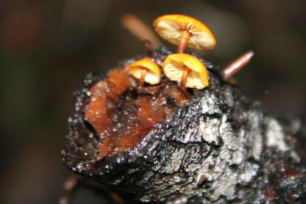 Heimiomyces fulvipes from Kent Trail, California, USA on December 23 ...