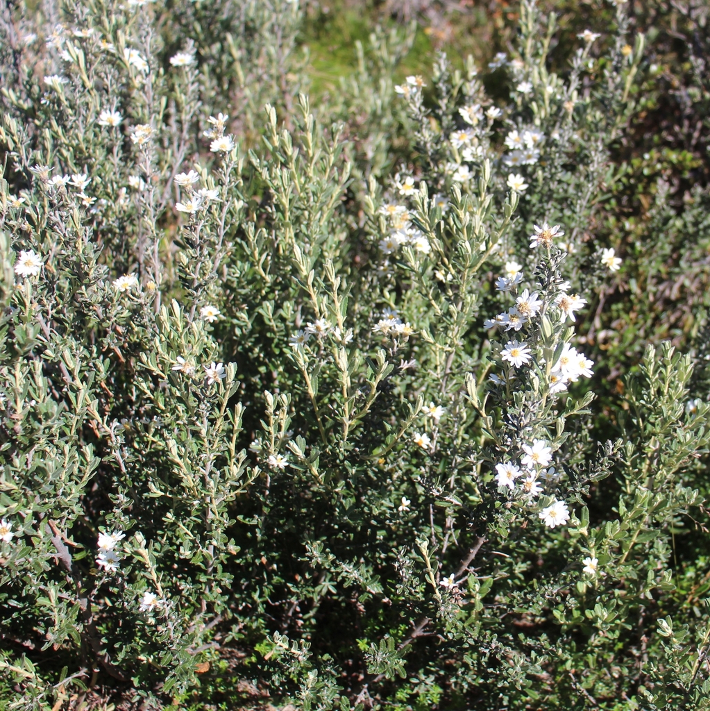 Asthma Bush from Kosciuszko National Park, NS, AU on December 18, 2024 ...