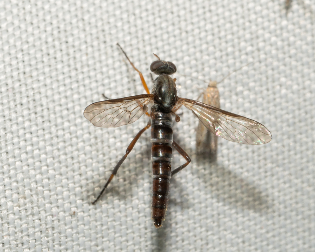 Taenogerella elizabethae from Albert Road Nature Reserve on December 25 ...