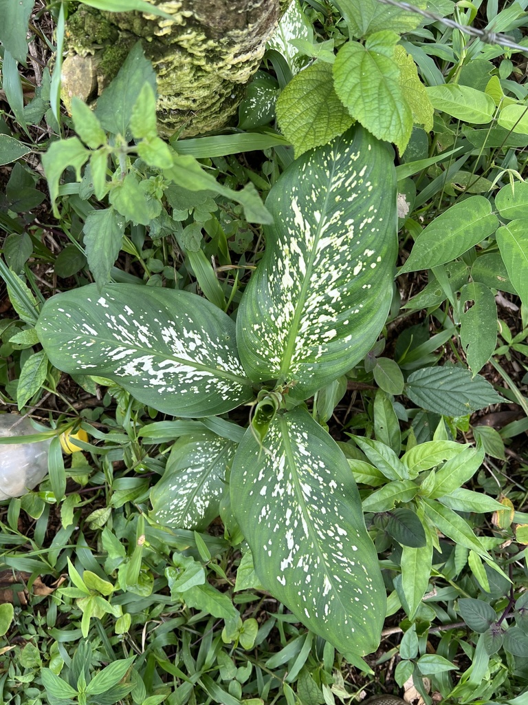 tuftroot from Santa Cruz De Yojoa, Cortés, HN on December 25, 2024 at ...