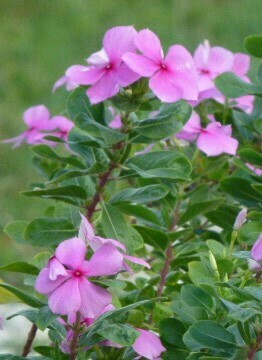 Madagascar Periwinkle from Buru Regency, Maluku, Indonesia on October ...