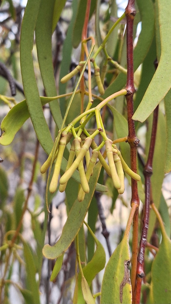 Box Mistletoe from Mount Osmond SA 5064, Australia on December 26, 2024 ...