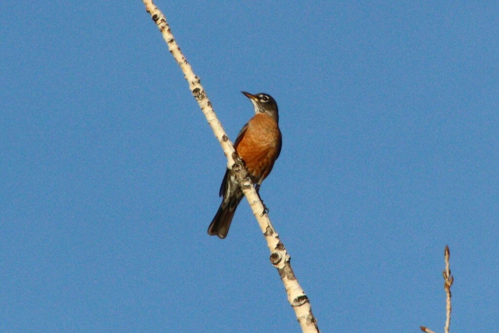 Western Robin from Draper, UT, USA on December 21, 2024 at 07:58 AM by ...