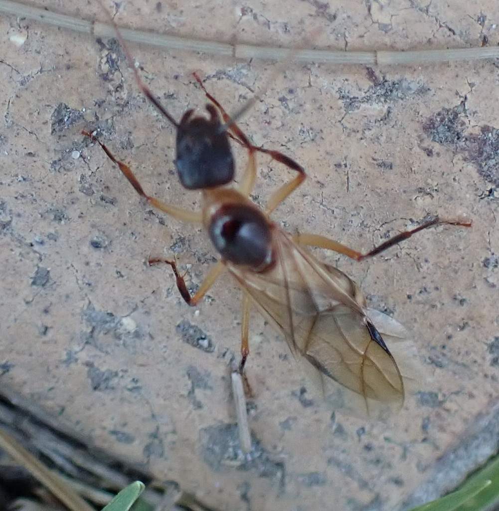 Ants from High Places, Tamboerskloof, Cape Town, 8001, South Africa on ...
