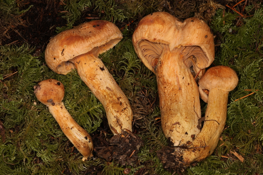 Woolly Pine Spike from Randle, WA 98377, USA on November 02, 2024 at 04 ...