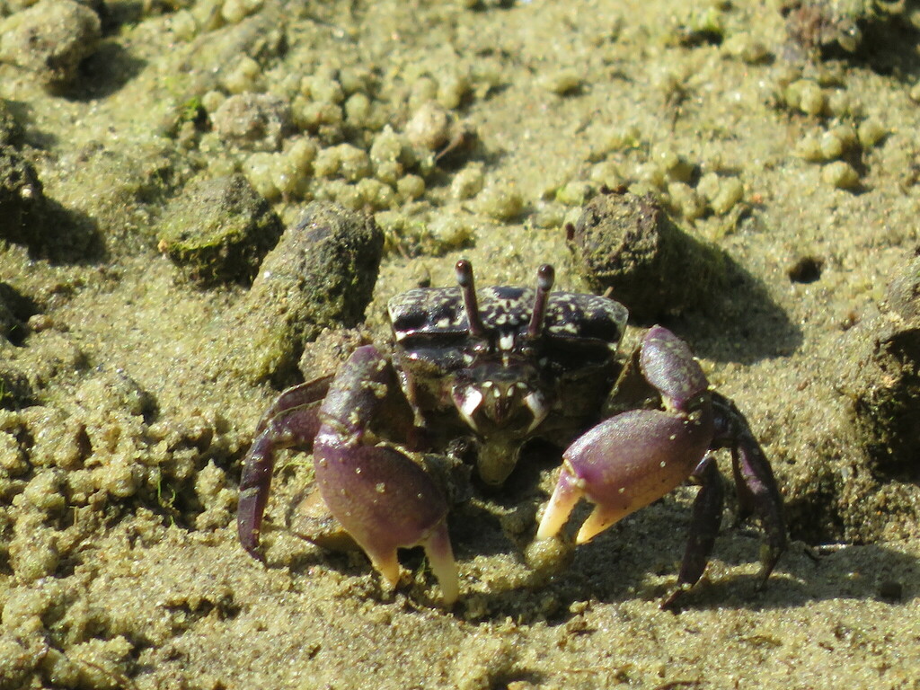 Semaphore Crab from Gold Coast QLD, Australia on December 24, 2024 at ...