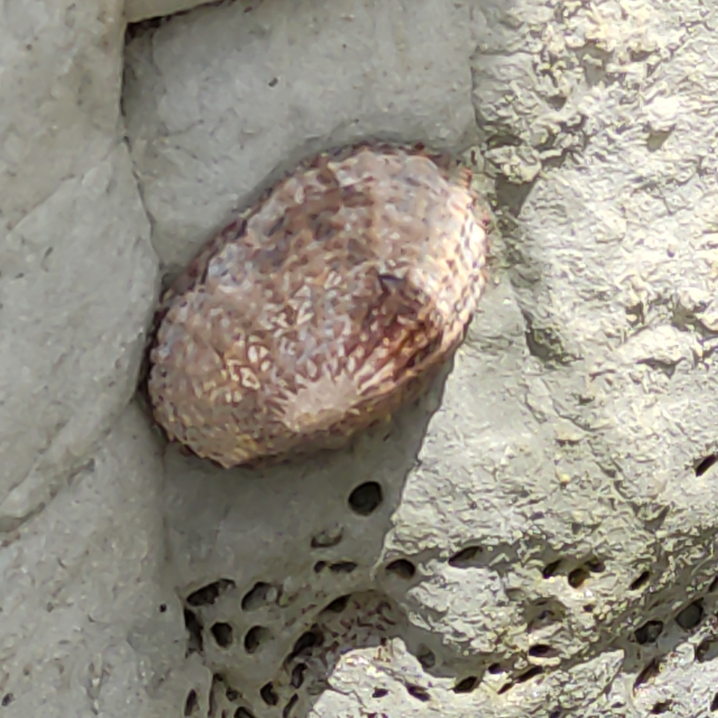 Denticulate Limpet from Canterbury, New Zealand on December 23, 2024 at ...