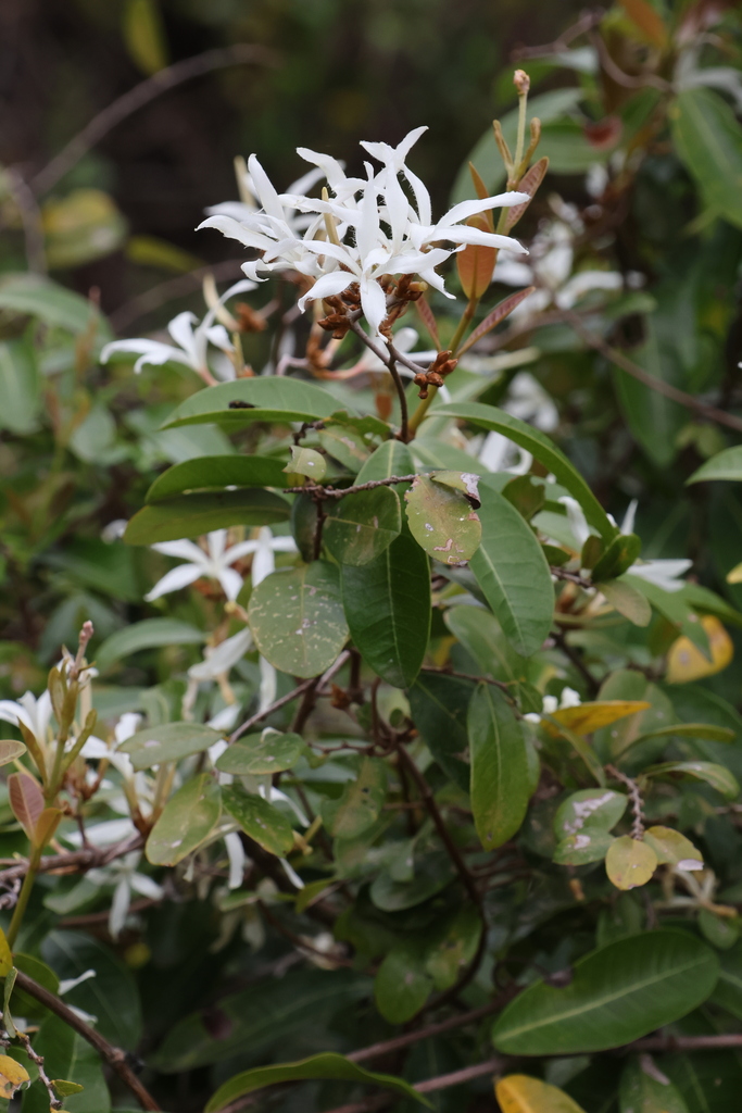 Climbing Milk-Apricot from Engwenyeni, South Africa on October 15, 2024 ...