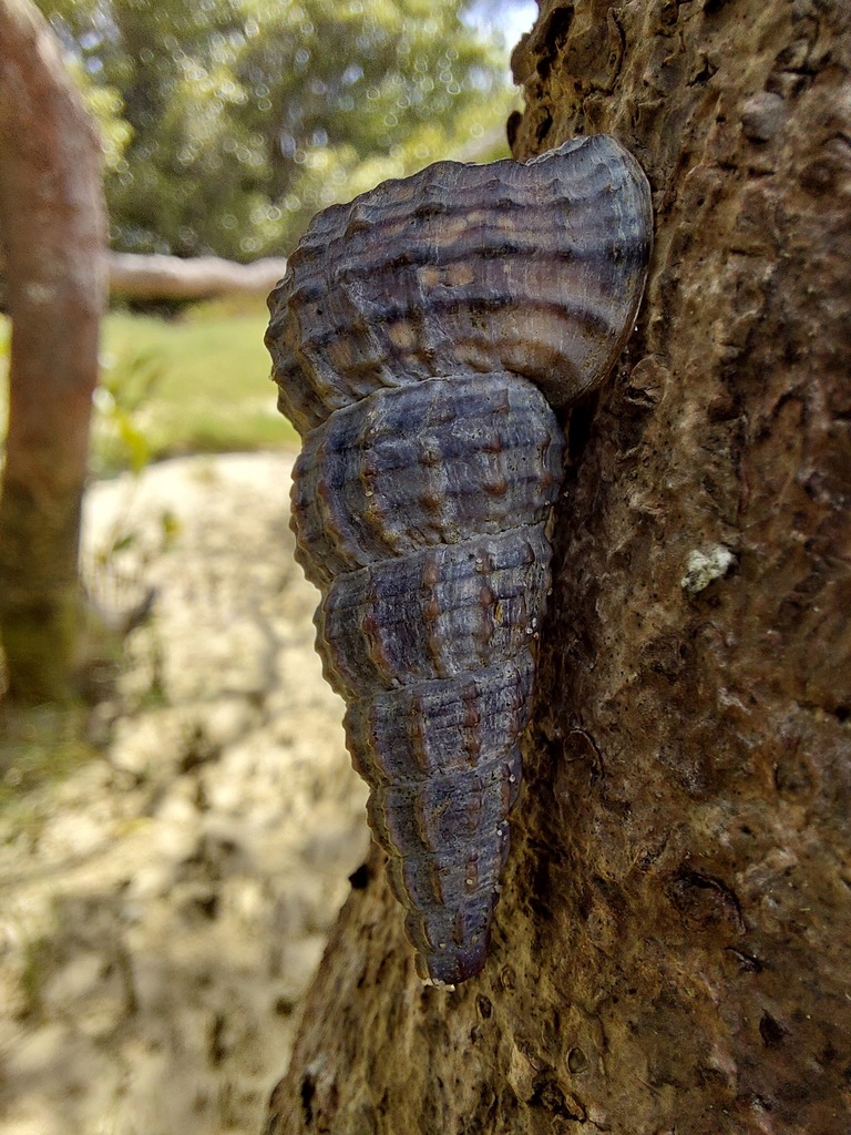 True Whelks and Allies from Gold Coast QLD, Australia on December 24 ...