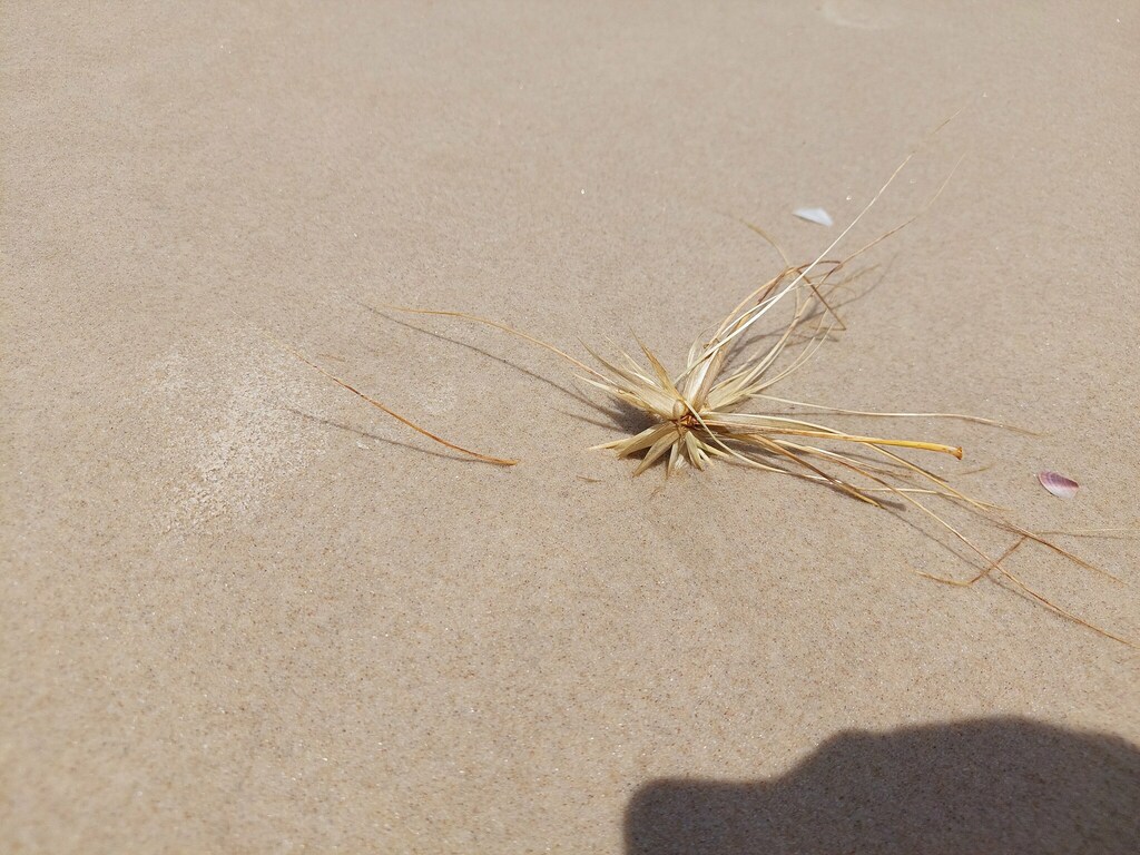 Beach Spinifex from Currumbin, Queensland, Australia on December 24 ...
