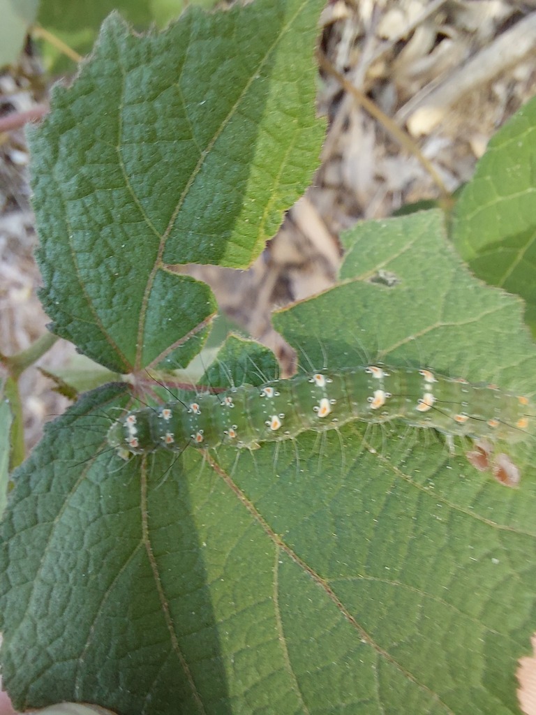 Transverse moth from Kingsholme QLD 4208, Australia on December 25 ...