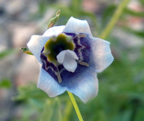 Codonopsis bactriana · NaturaLista Colombia