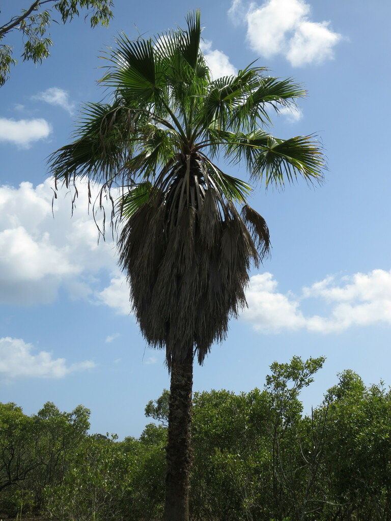 Coryphoideae from Gold Coast QLD, Australia on December 24, 2024 at 08: ...