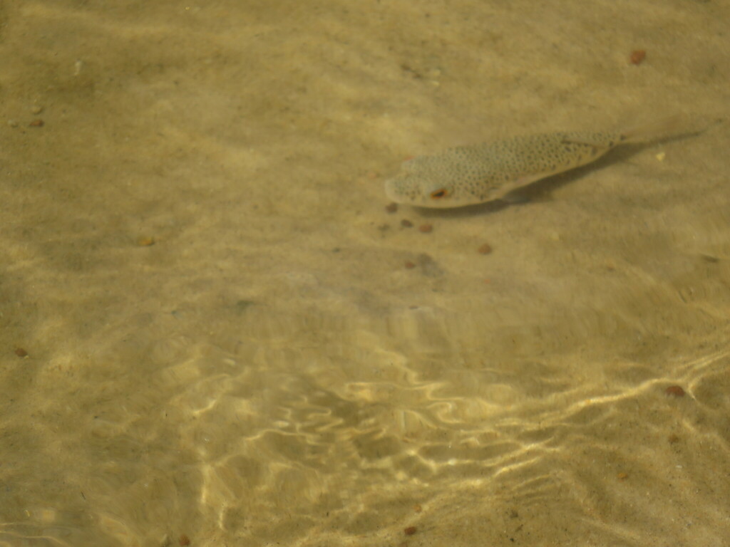 Common Toadfish from Gold Coast QLD, Australia on December 24, 2024 at ...