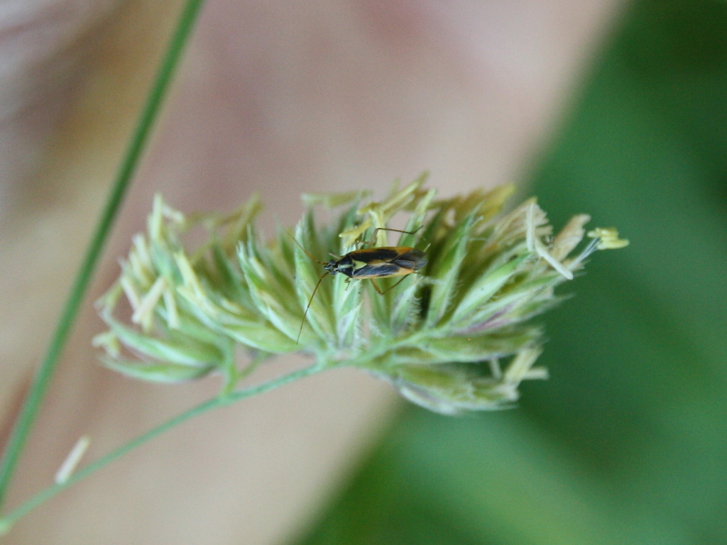 Two-spotted Grass Bug from Raglan, New Zealand on December 15, 2024 at ...