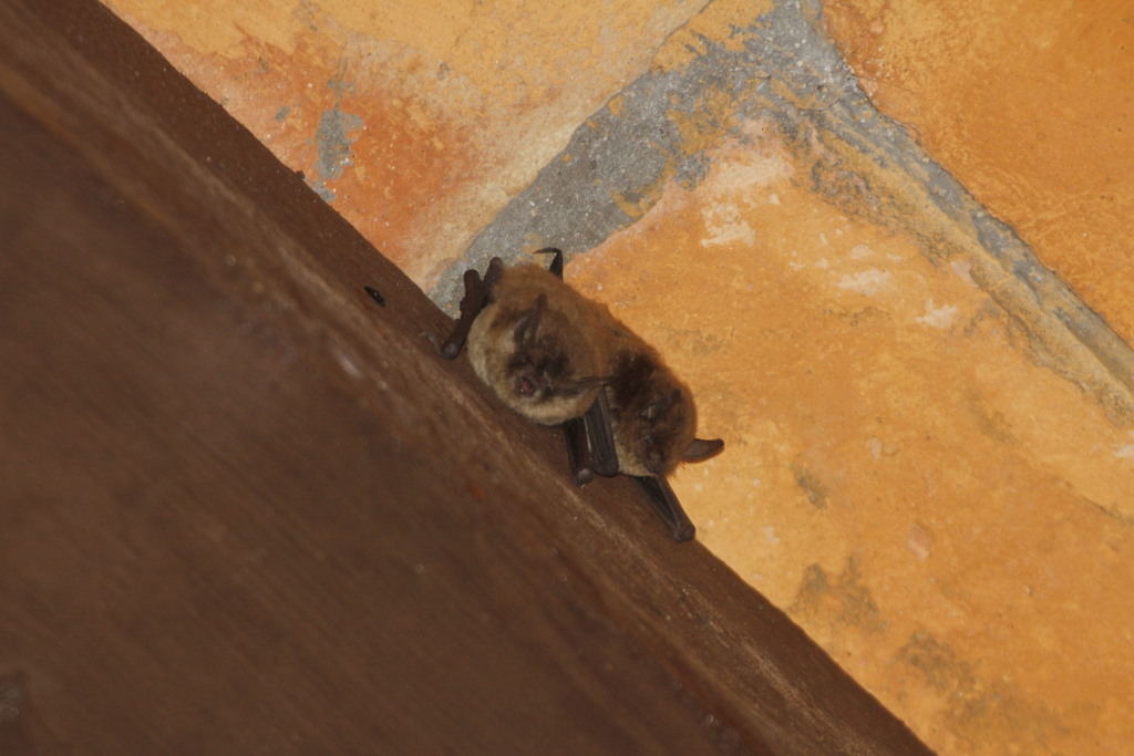 Arizona Myotis from Parque Tangamanga, San Luis Potosi on July 25, 2016 ...