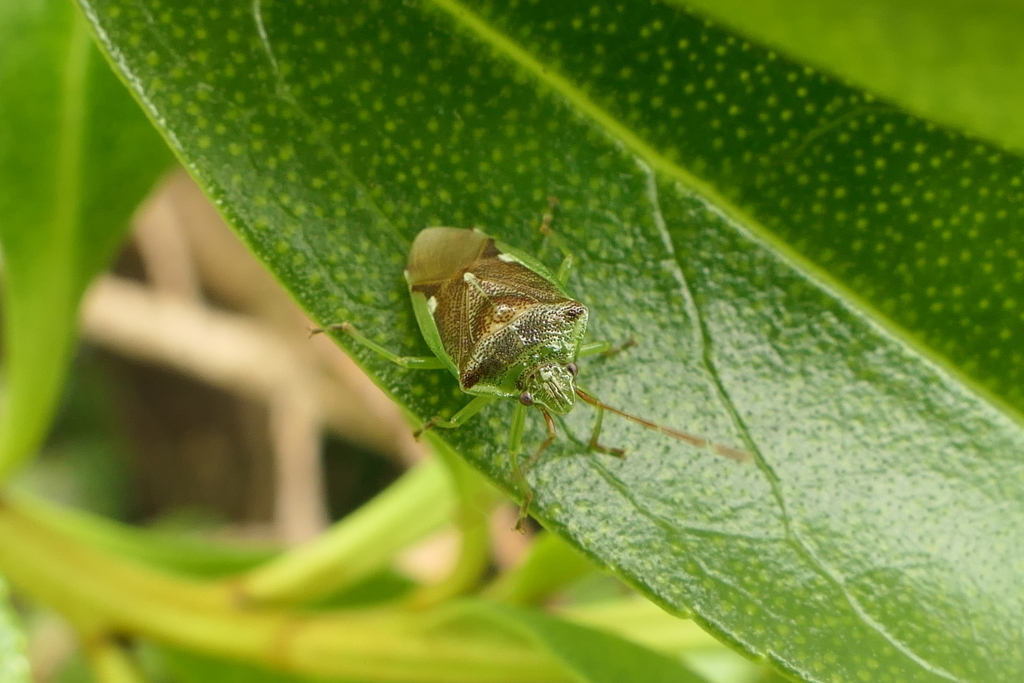 Forest shield bug from Stephen's Island/Takapourewa, Marlborough ...