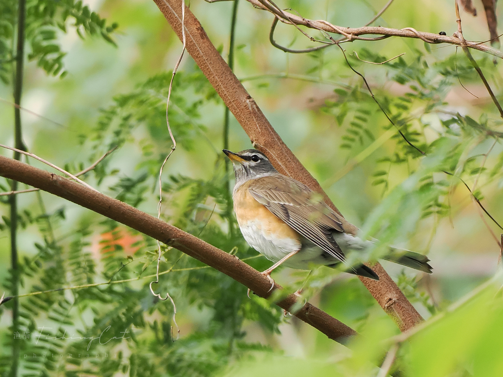 Eyebrowed Thrush from 中国福建省厦门市湖里区 on December 15, 2024 at 01:59 PM by ...