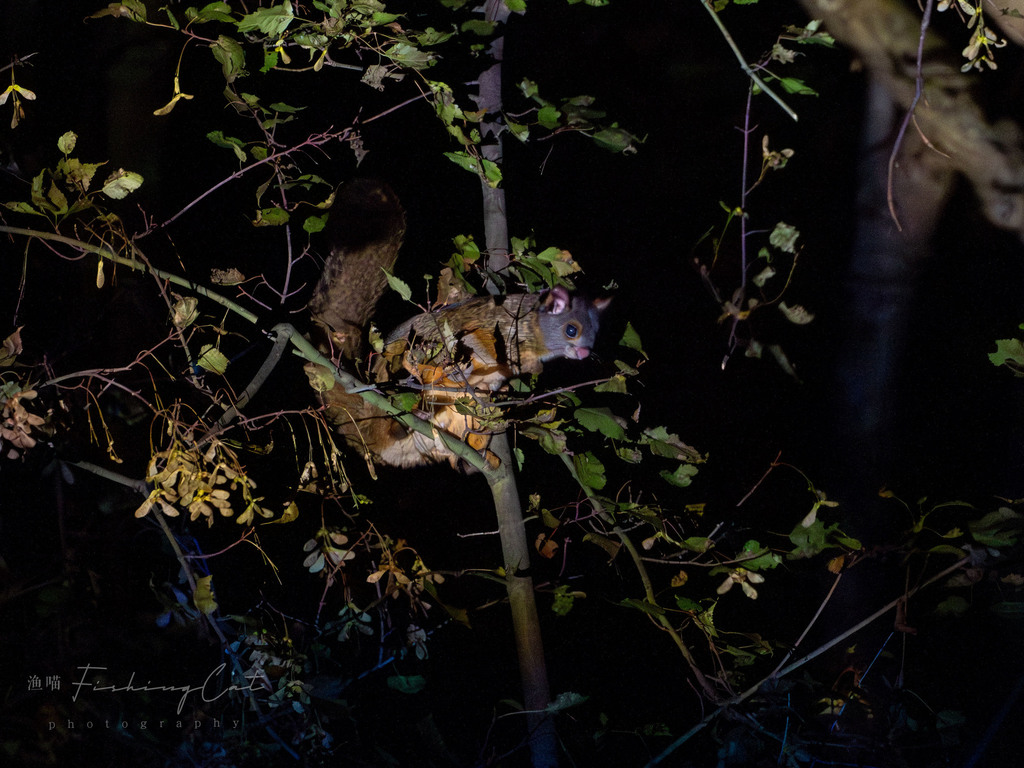 Complex-toothed Flying Squirrel in October 2024 by 渔喵 · iNaturalist