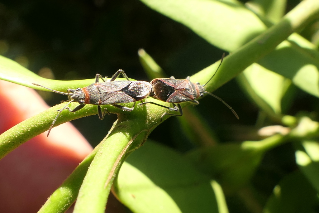 Swan plant seed bug from Stephens Island / Takapourewa, Marlborough ...