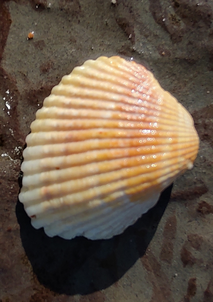Sydney Cockle from North Narrabeen NSW 2101, Australia on December 26 ...