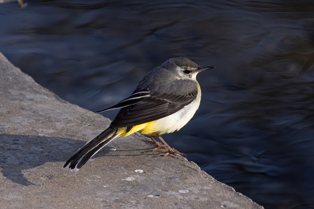 Grey Wagtail from 中国北京市海淀区 on December 26, 2024 at 02:32 PM by Yishen ...