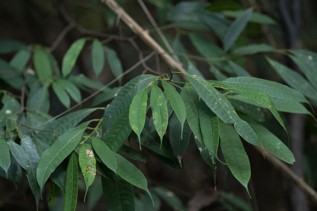 Bouea oppositifolia in June 2024 by tkp123 · iNaturalist