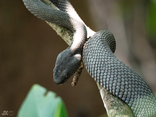 Mangrove Viper (Trimeresurus purpureomaculatus) - Snakes and Lizards