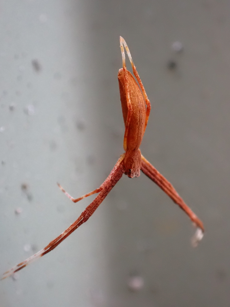 Rufous Net-casting Spider in November 2024 by Emily Sonter · iNaturalist
