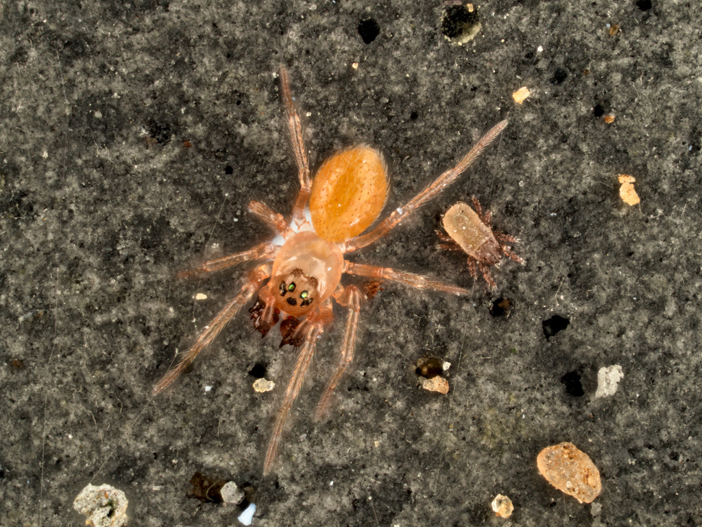 Dwarf Spiders in December 2024 by Ben Gruver. From a tullgren funnel ...