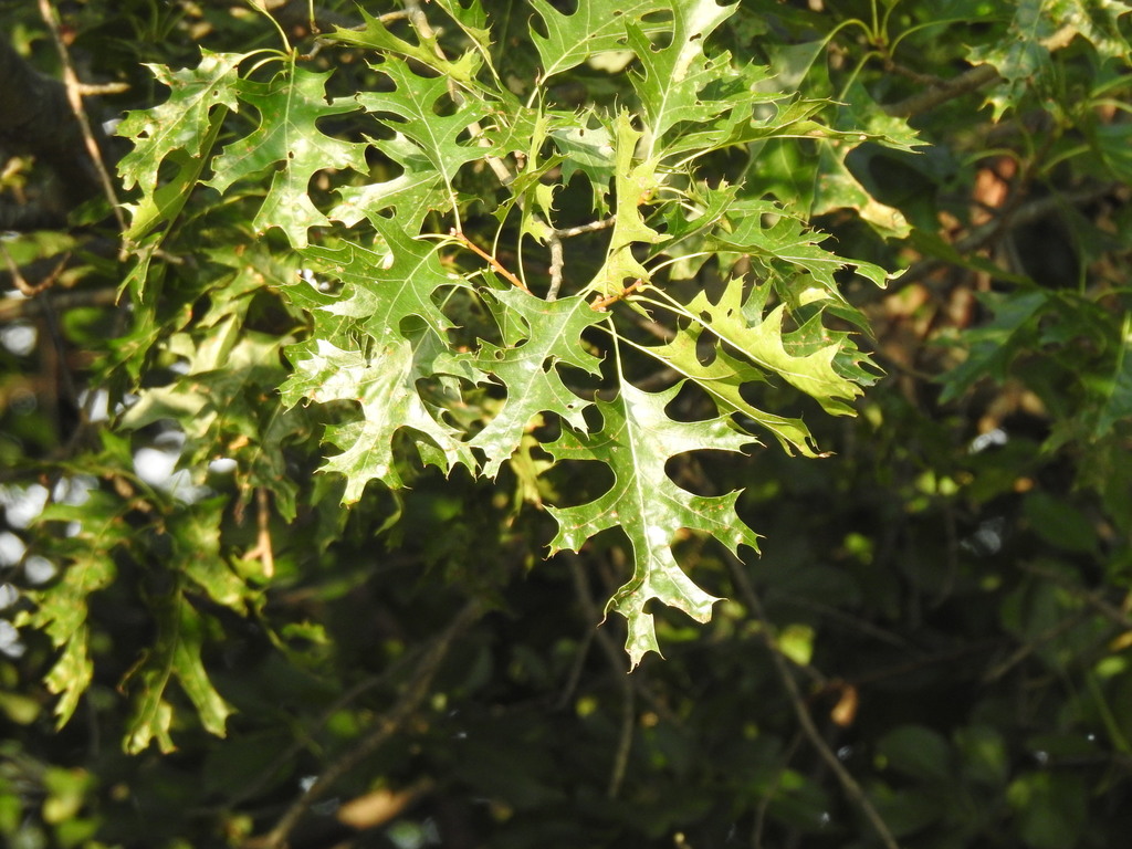 Scarlet Oak (Trees of Appalachia) · iNaturalist