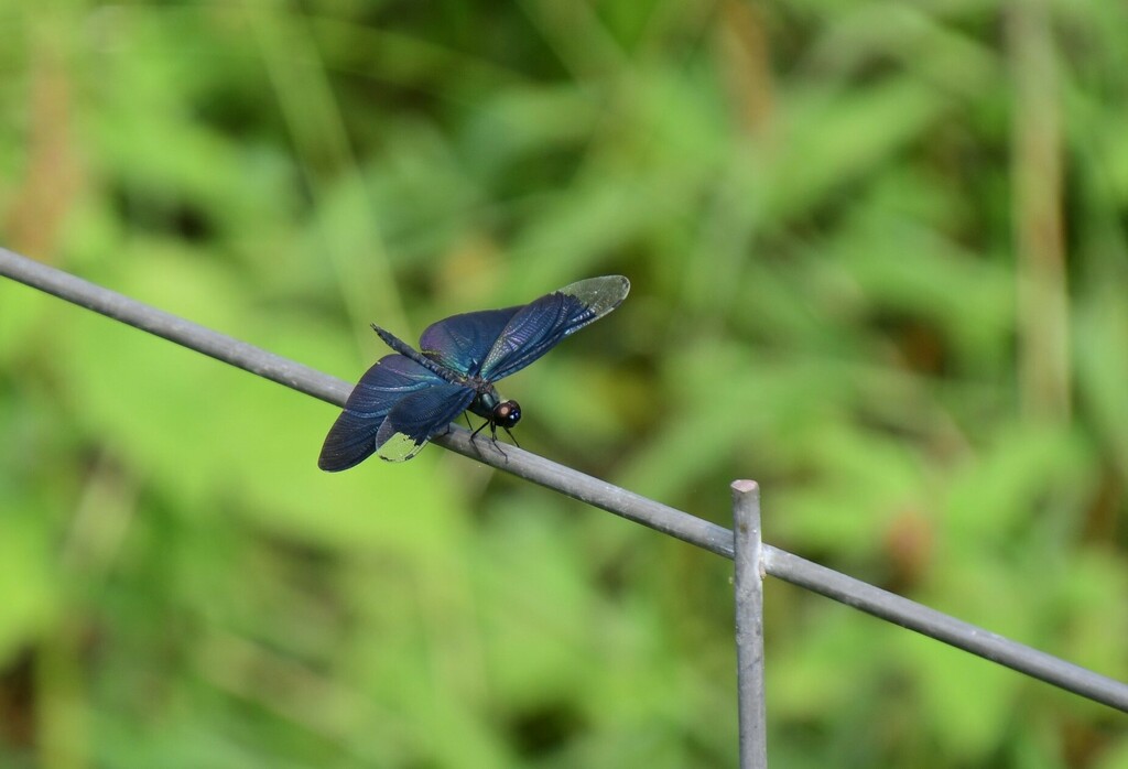 Butterfly Flutterer from 日本、広島県三原市沼田西町 on August 10, 2019 at 09:15 AM ...