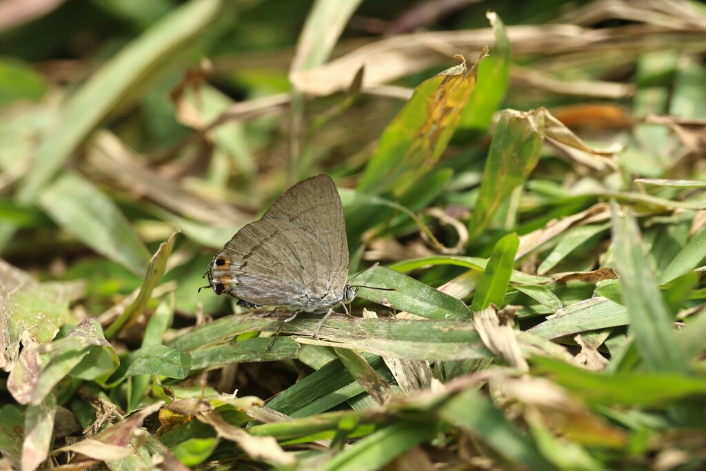 Silver Royal from Tai Po Kau, Hong Kong on December 25, 2024 at 01:14 ...