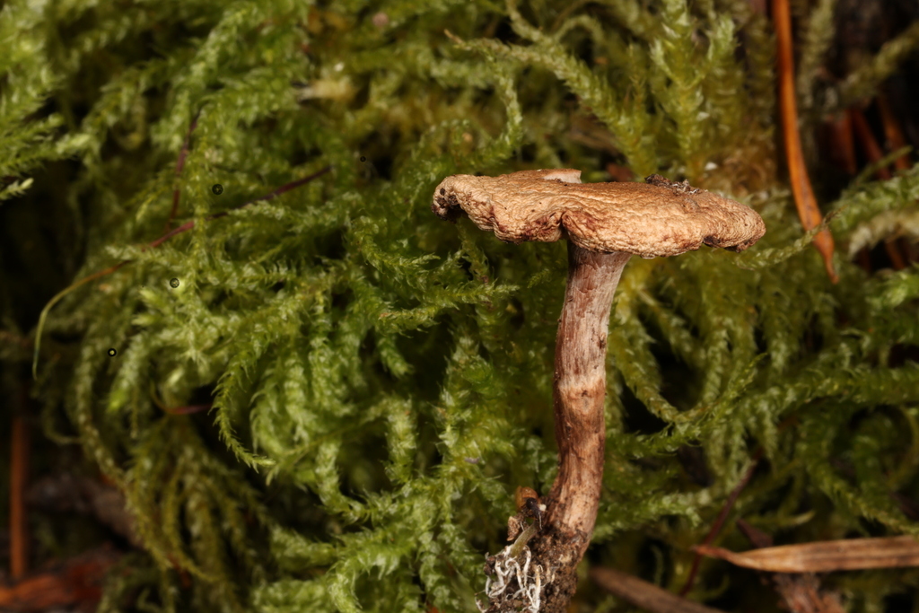 fatal dapperling from Randle, WA 98377, USA on November 1, 2024 at 04: ...