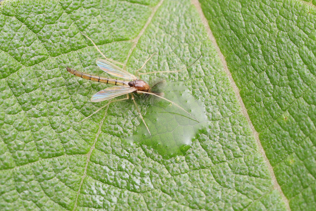 Endochironomus pekanus from 中国浙江省杭州市西湖区 on April 15, 2022 at 10:18 AM ...