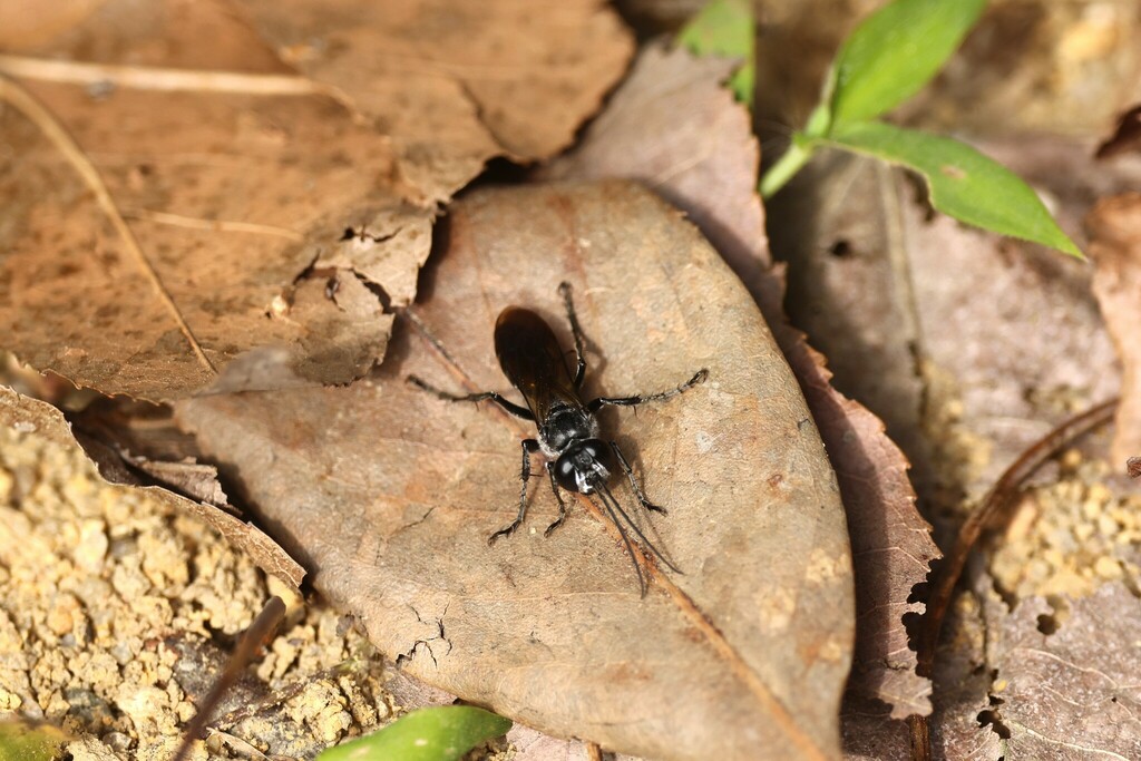 Liris from Hong Kong on December 25, 2024 by gary_siu · iNaturalist